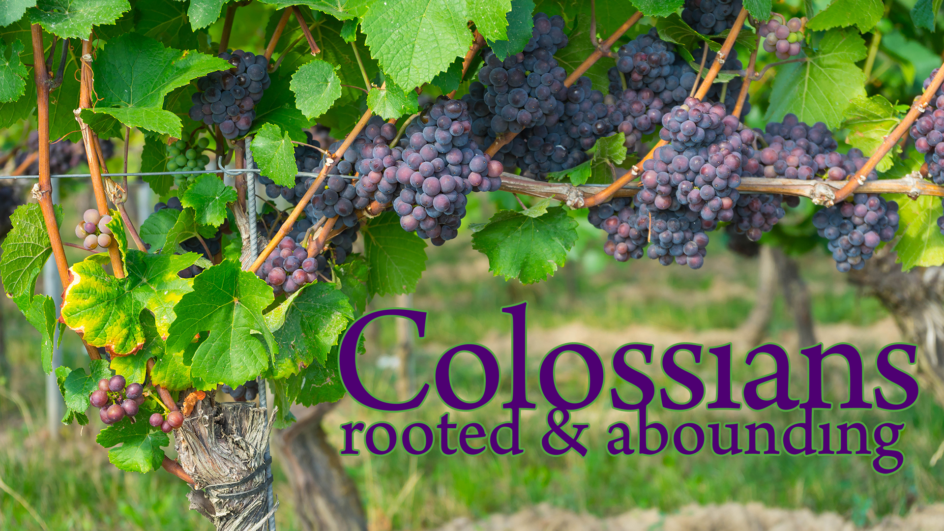 Colossians – Rooted & Abounding, May 31, 2020 – Campbell Community Church
